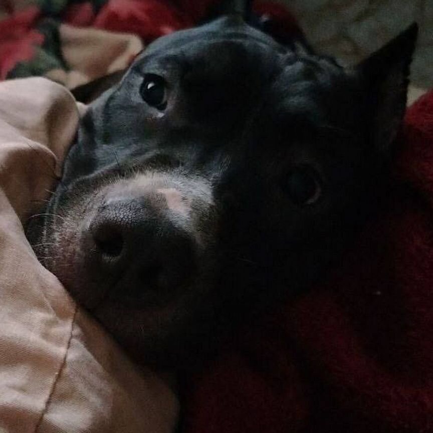 Американский стаффордширский терьер, взрослый пёс