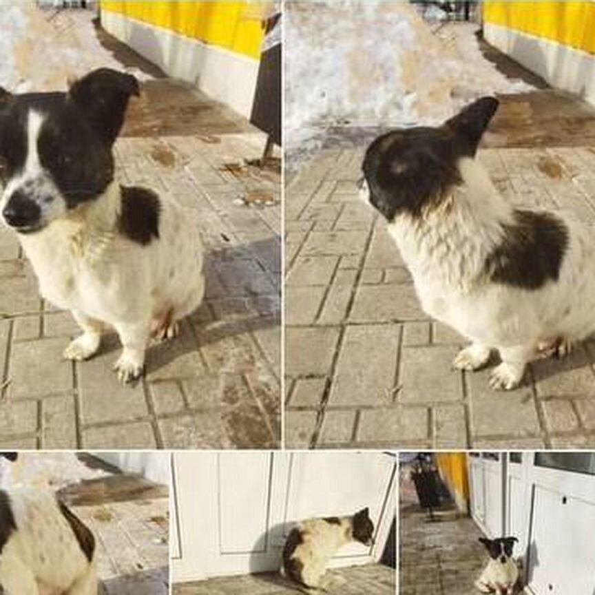 Взрослая собака в добрые руки