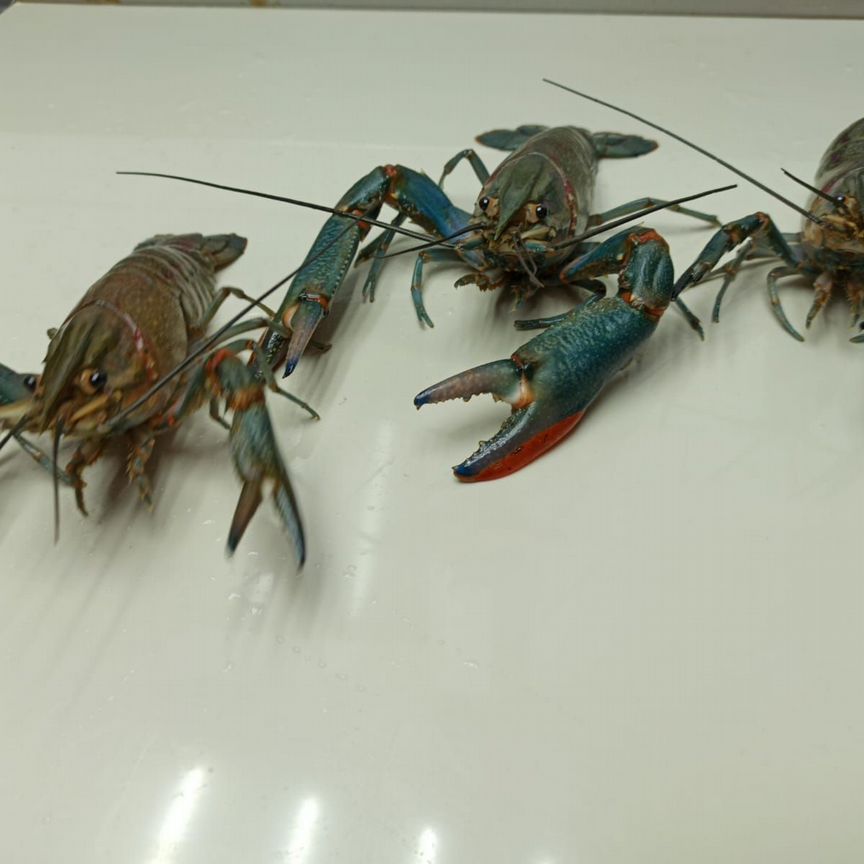 Семья для размножения австралийского рака