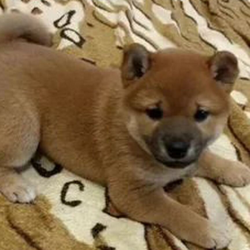 Сиба-ину, щенок