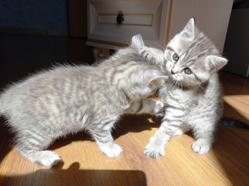 Шотландские котята