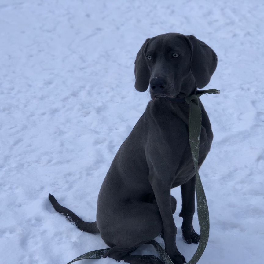 Отдам в хорошие руки собаку