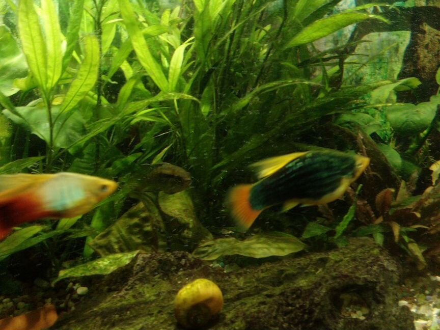Аквариумные рыбки