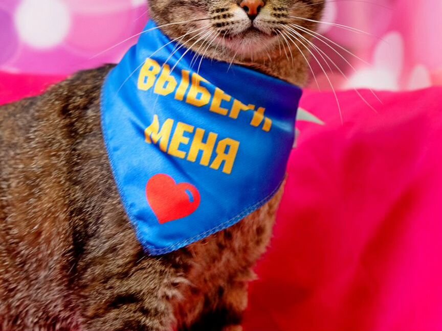 Самая лучшая идеальная киса ищет дом