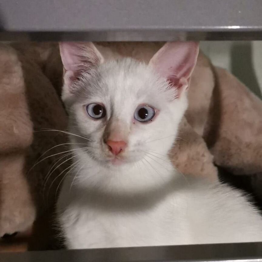 Отдаём котенка в добрые