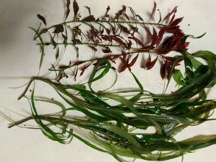 Аквариумные растения