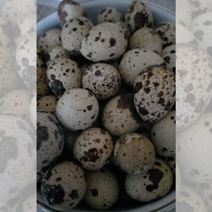 Перепелиное яйцо