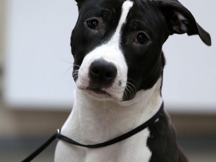 Стаффордширский терьер