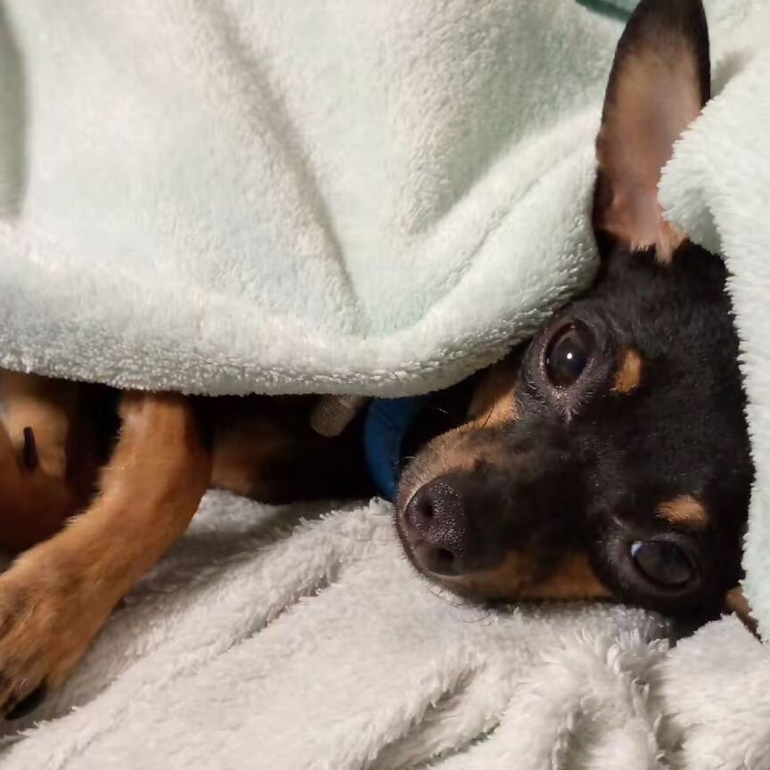 Русский той-терьер, щенок