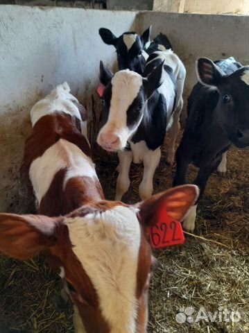 Телята доставка