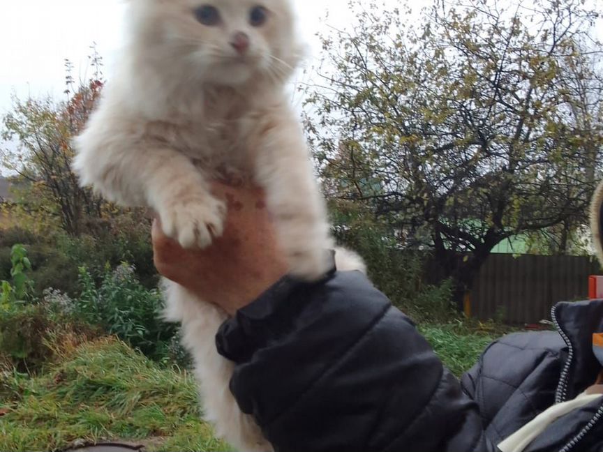 Бездомный котенок