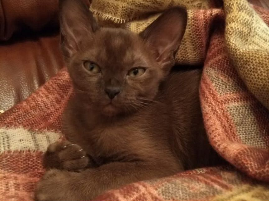 Кошка