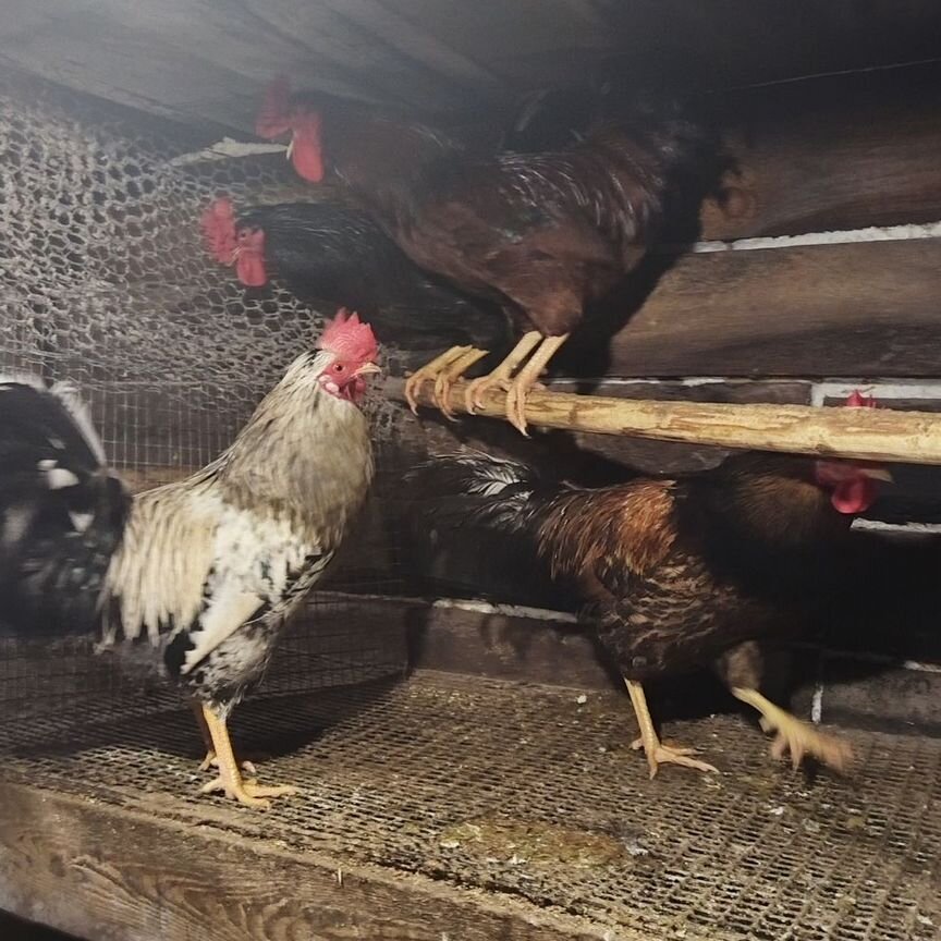 Продам петухов