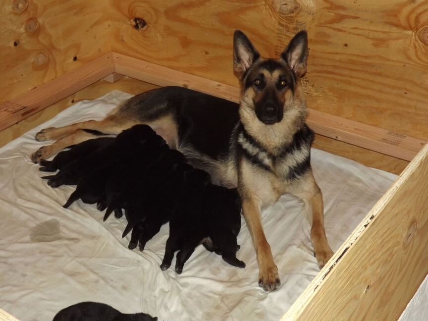 Щеночки на охрану овчарка с лайкой