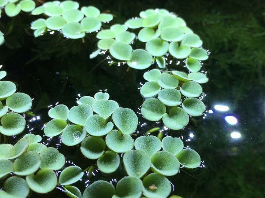 Продам растения