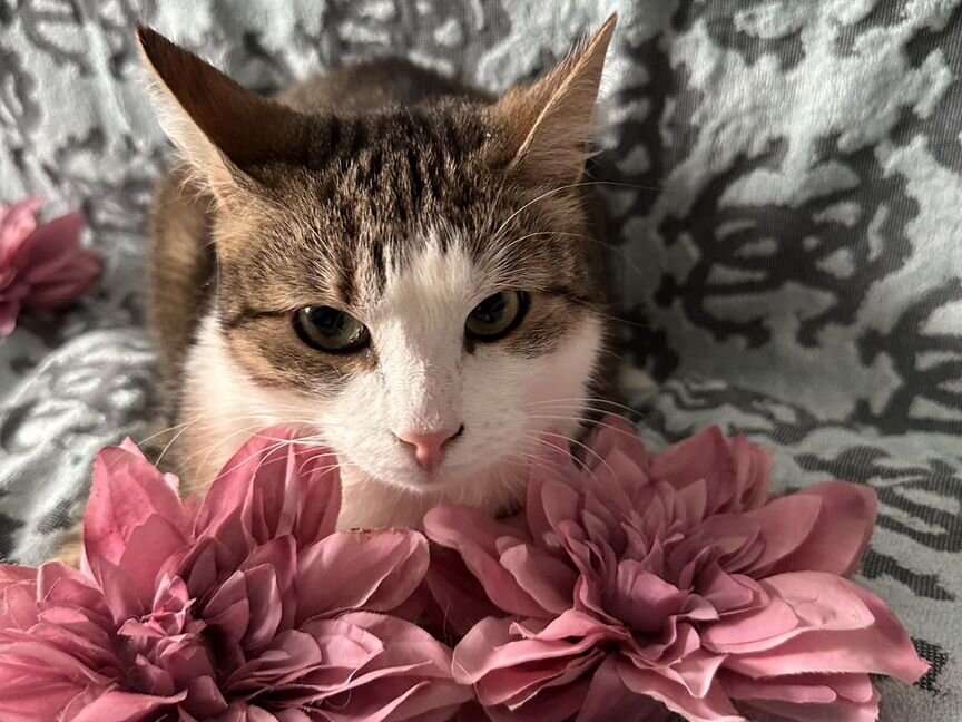 Кошечка Лолита