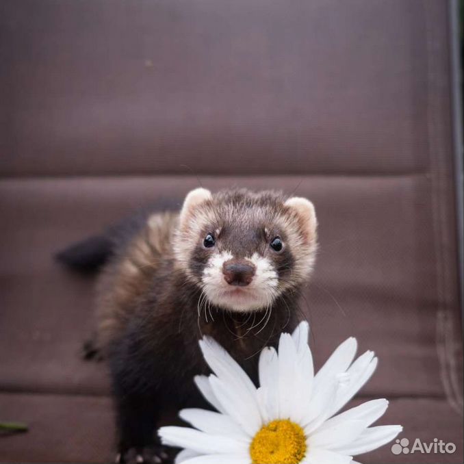 Хорята из питомника