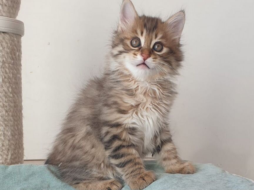 Курильский бобтейл