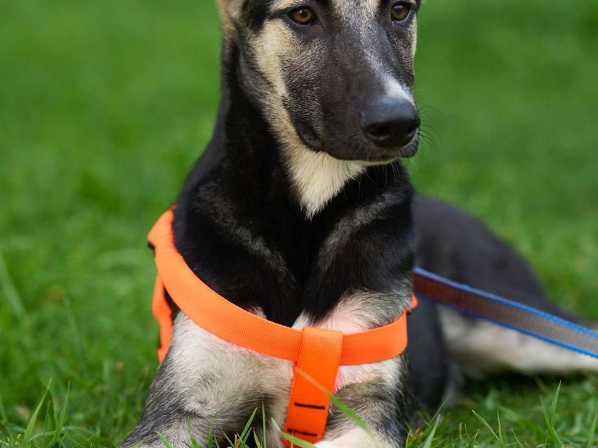 Собака в добрые руки щенок