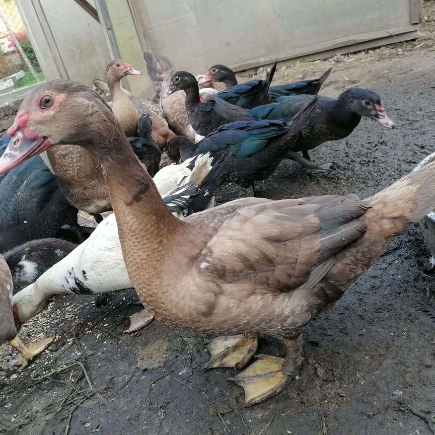 Утки