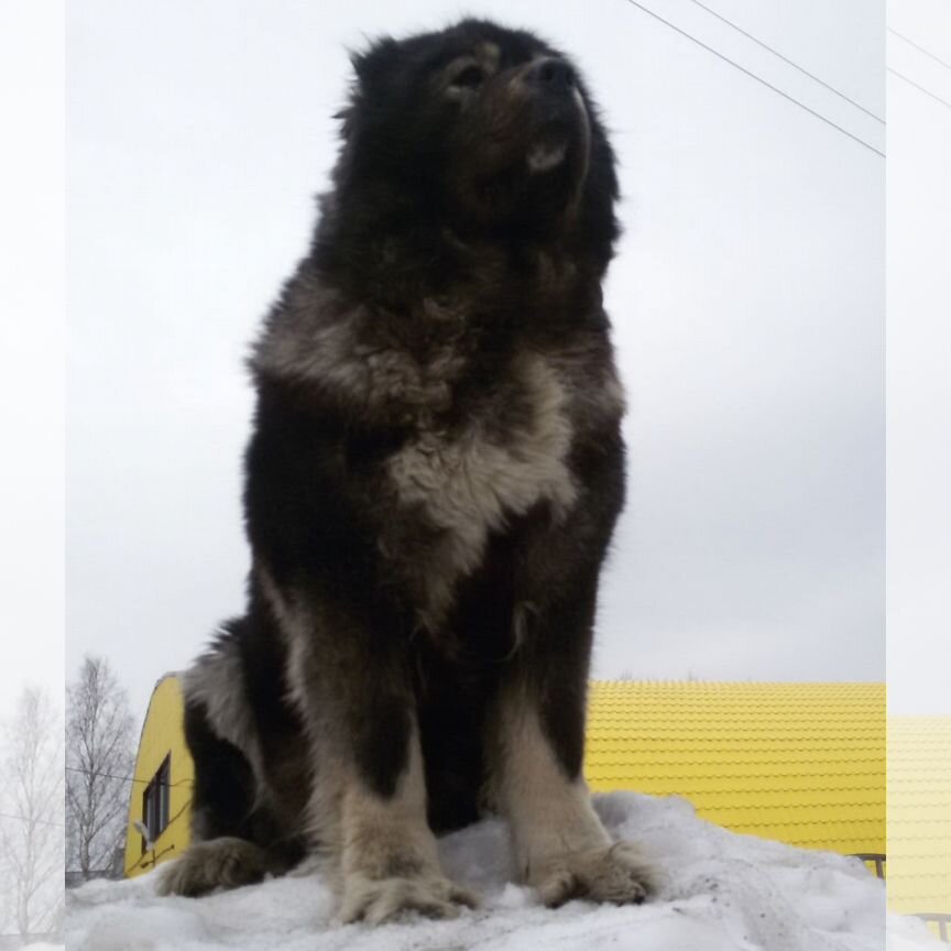 Кавказская овчарка, взрослая собака