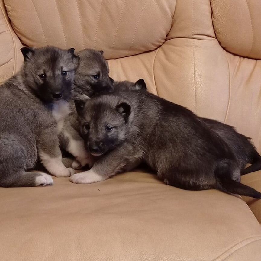 Западносибирская лайка, щенок