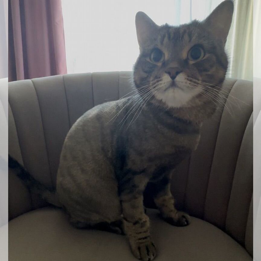 Отдам кота