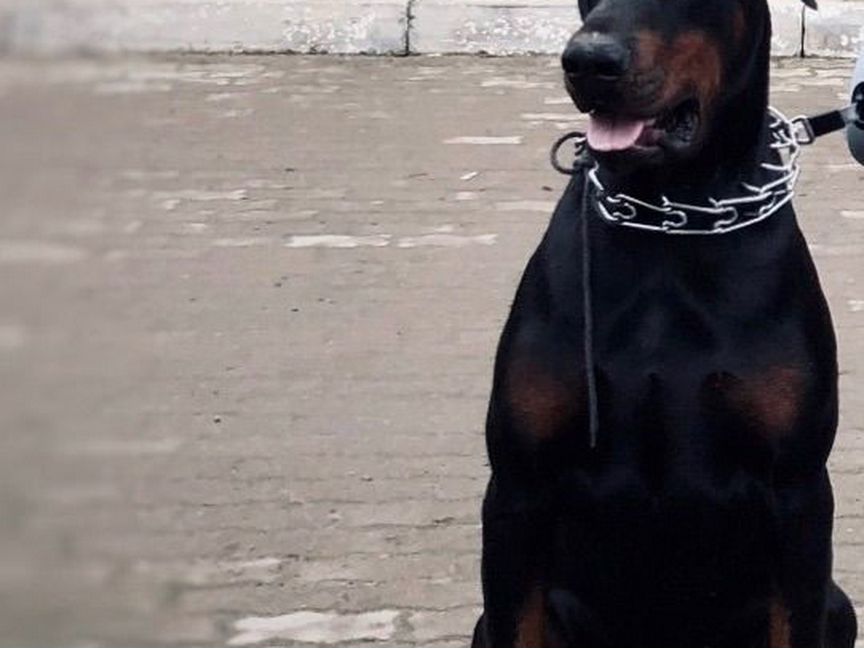 Доберман в добрые руки