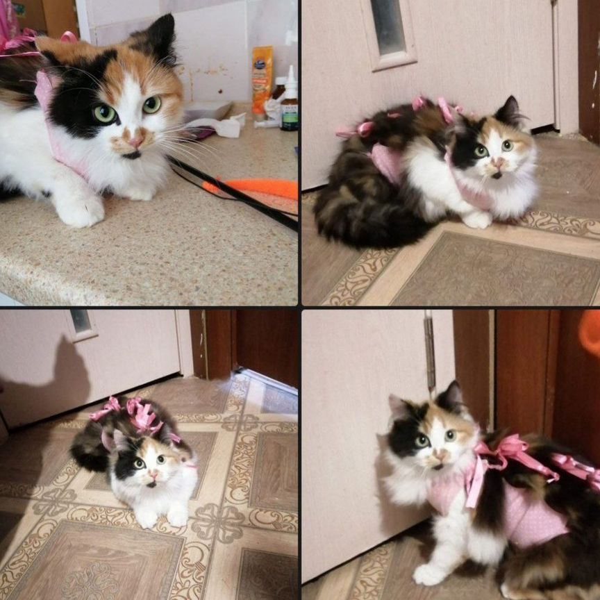 Кошечка 6 мес стерильна