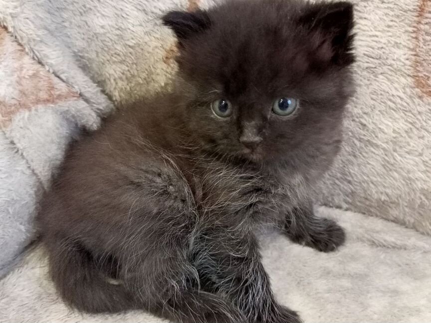 Шотландские котята