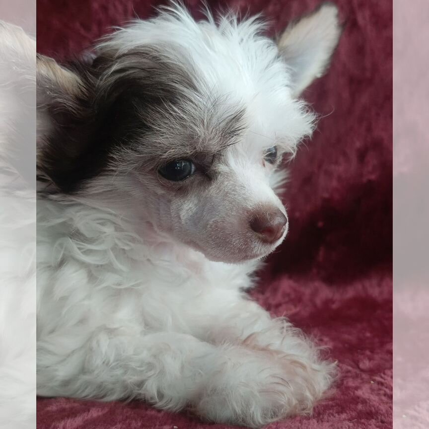 Китайская хохлатая, щенок