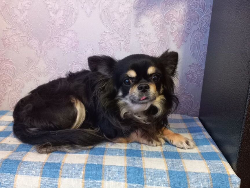 Чихуахуа мини мальчик для вязки