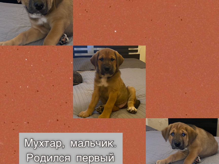 Щенки азиатской овчарки