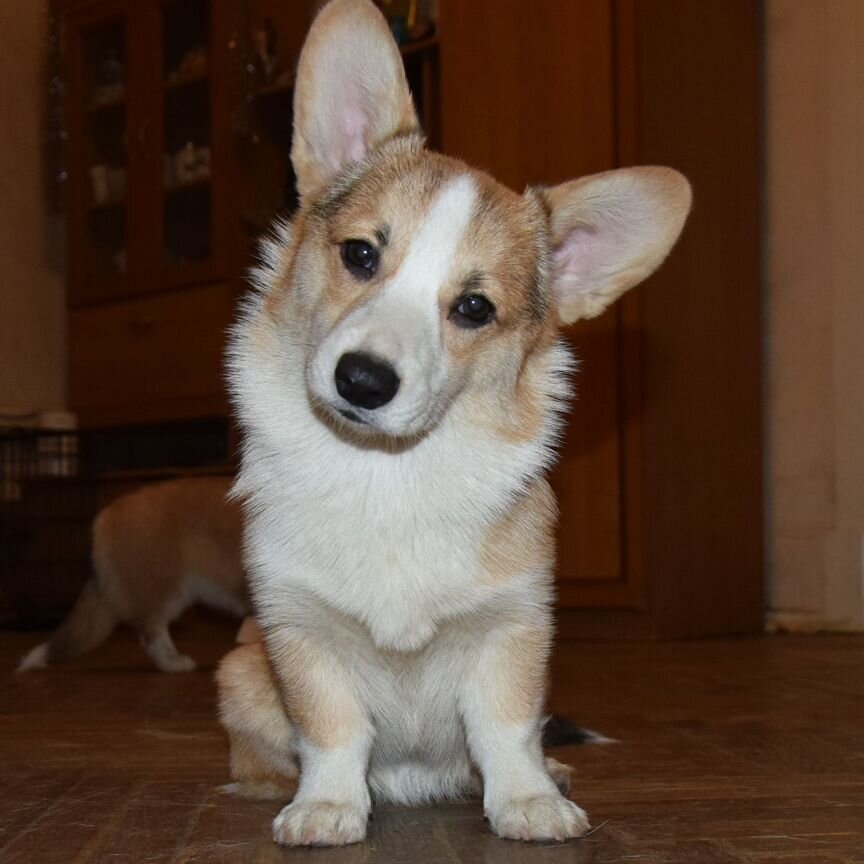 Вельш Корги Пемброк, щенок