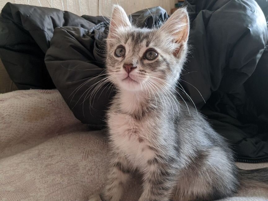 Котята в добрые руки SOS