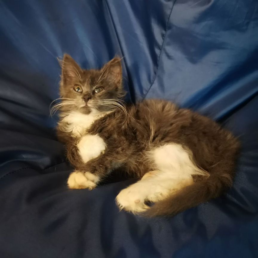 Котёнок пушистый