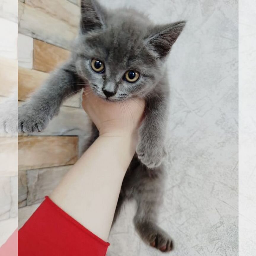 Кот британец папа дворняга