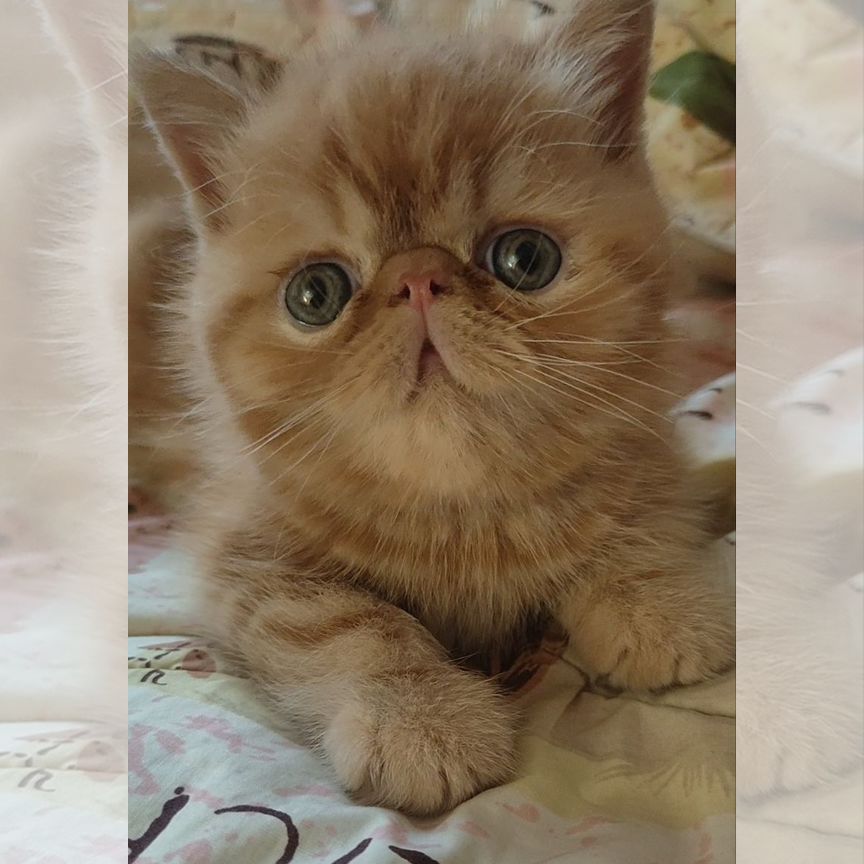 Экзотический короткошёрстный котёнок