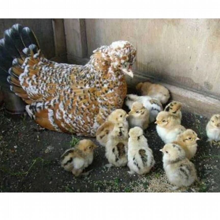 Продам квочку с цыплятами