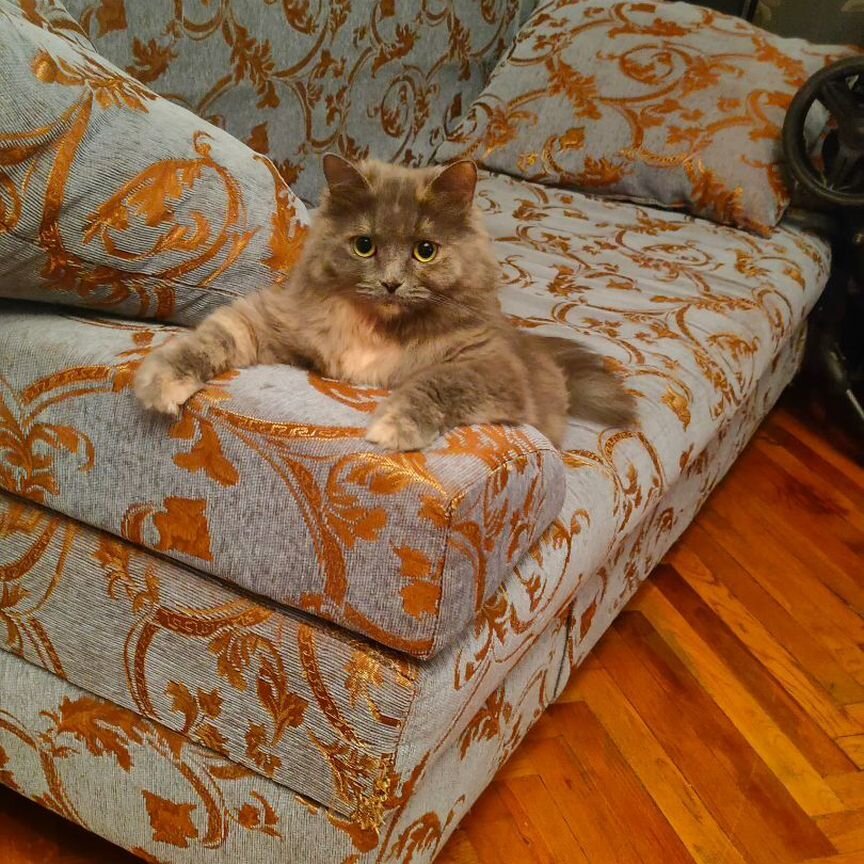 Кошечка Мия в добрые руки