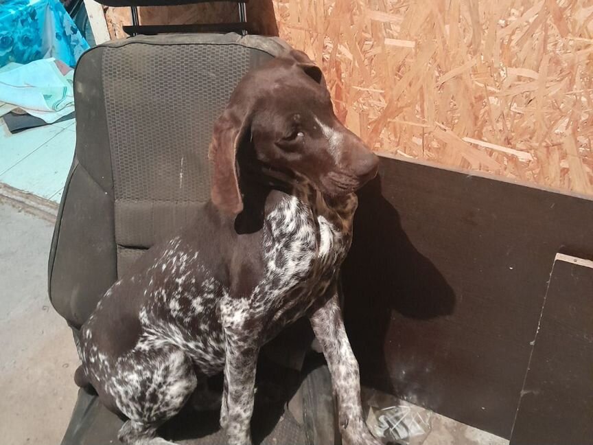 Отдам курцхаар