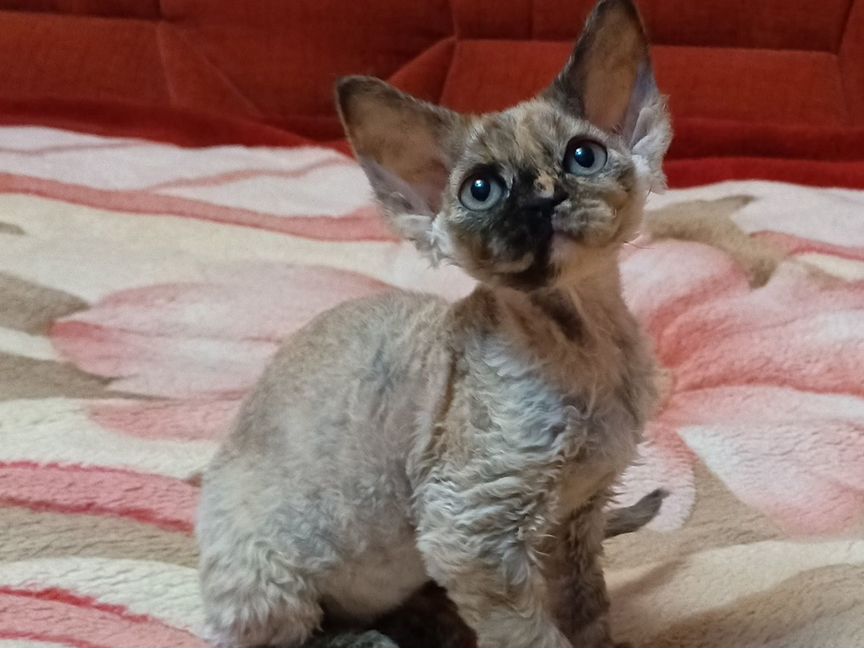 Котята