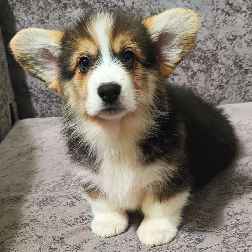 Вельш-корги пемброк девочка Ягодка