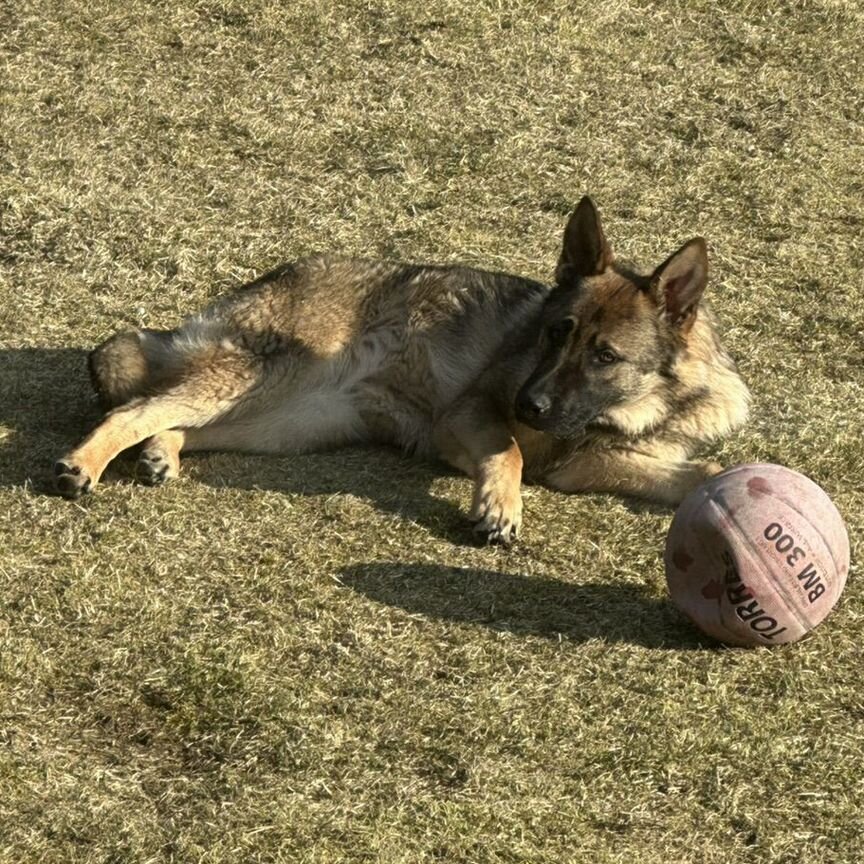Немецкая овчарка, щенок