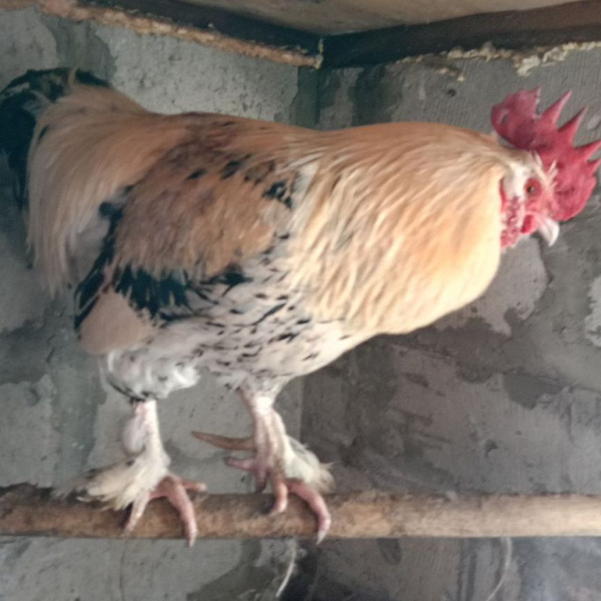 Молодой петух Фавероль