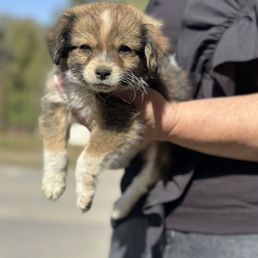 В самые любящие руки щенок