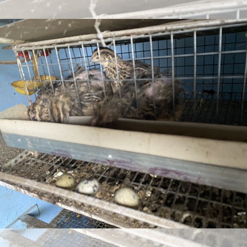 Перепела 4 шт в клетке с кормушкой и поилкой