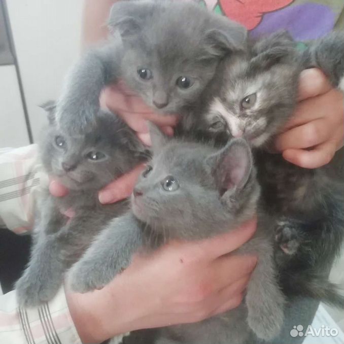 Лопоухие котята