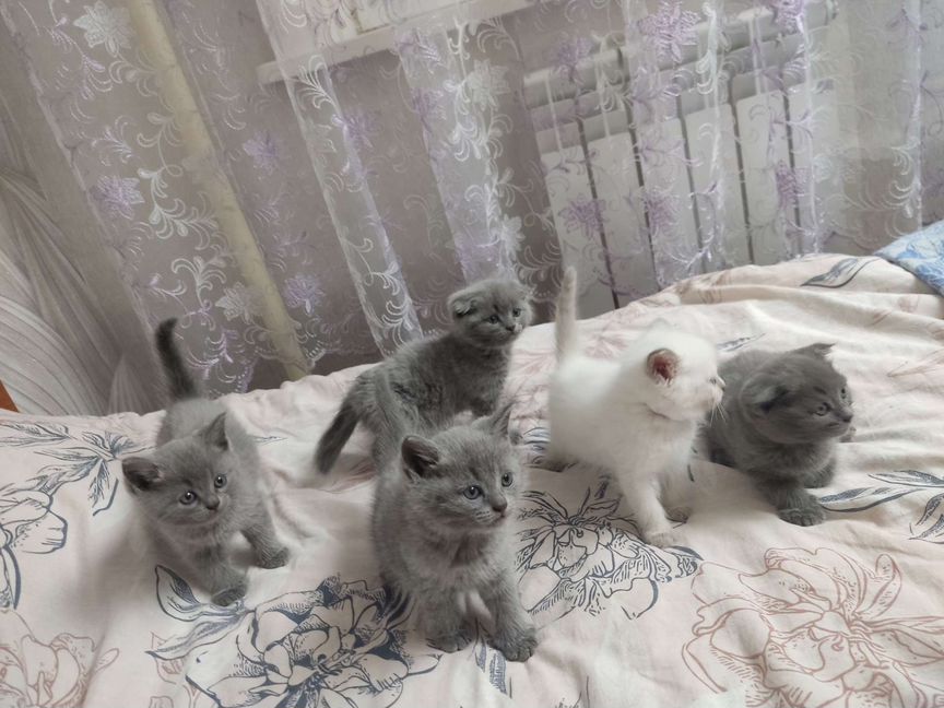 Шотландские котята