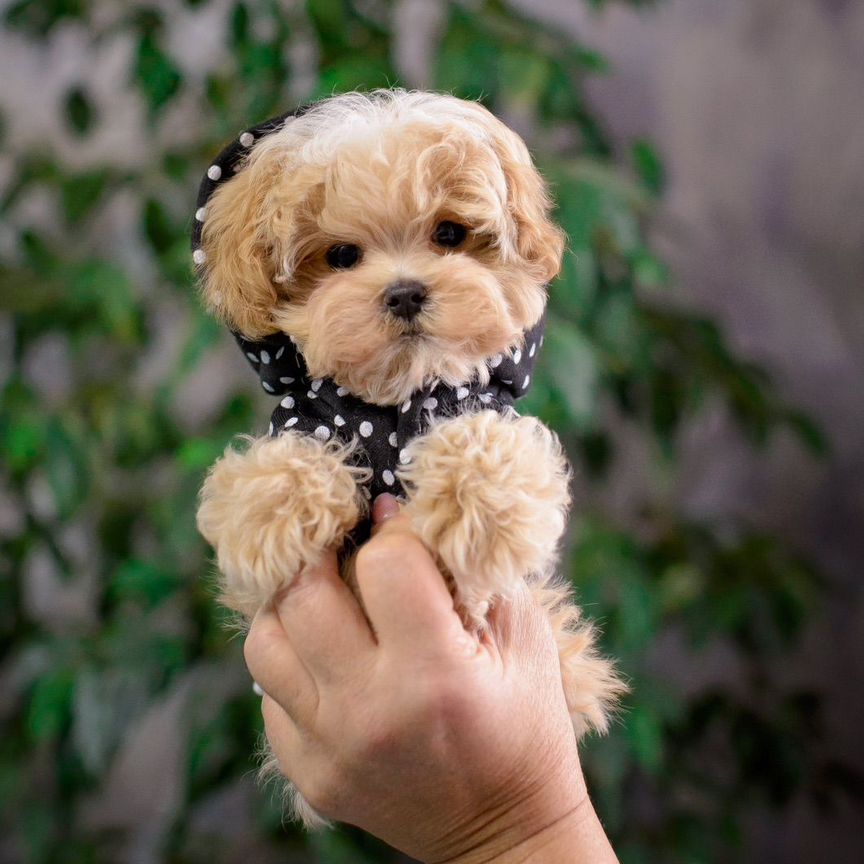 Мальтипу мальчик